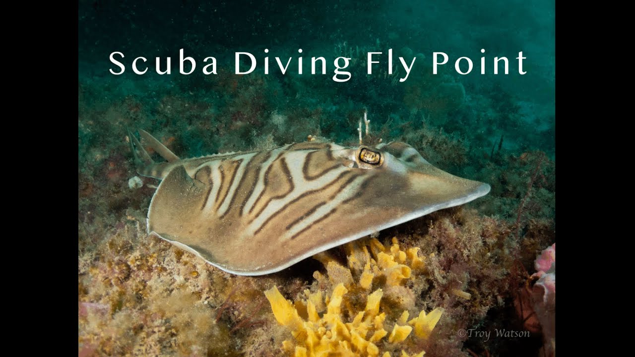 Scuba Diving Fly Point - YouTube