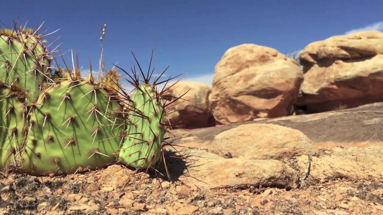 Pothole Point Trail in Canyonlands National Park - YouTube
