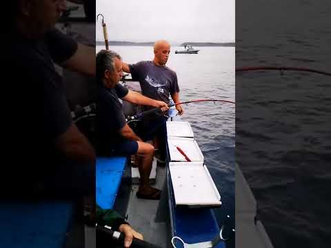 Deep sea fishing in Durban for big fish. Dagga salmon on Simply the ...