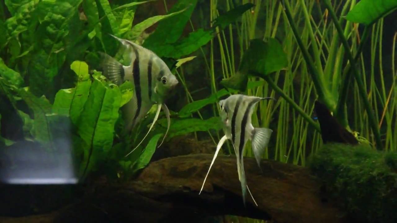 Blue Angelfish Fighting.wmv - YouTube