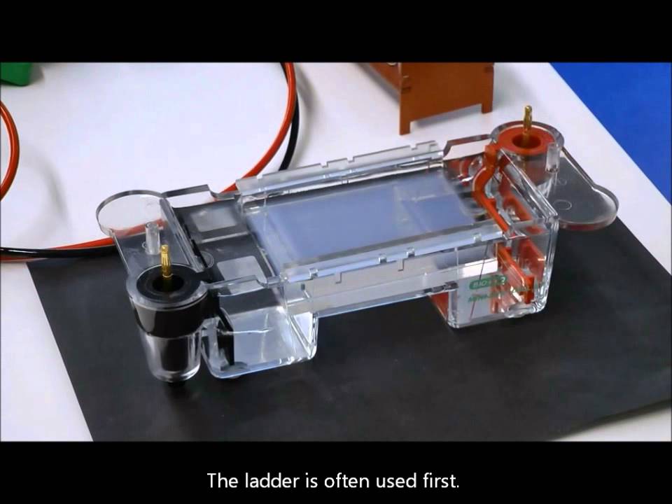 20150703 PCR practical part 3 - YouTube