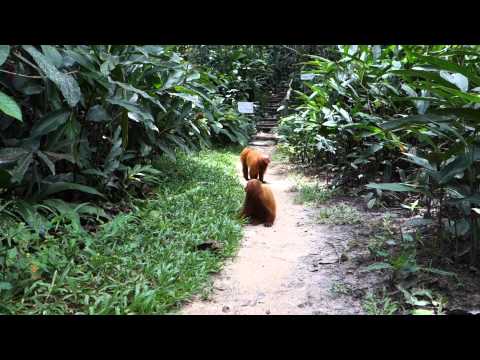 Bald uakari monkey in Pilpintuwasi Butterfly Farm, Padre Cocha Iquitos Peru