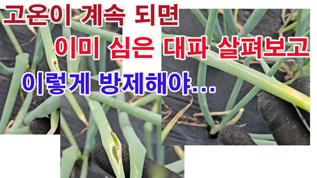 고온이 계속되면 이미 심은 대파 살펴보고 이렇게 방제해야 대파 재배 대파 여름 재배 대파 심기 대파 병 대파 해충 대파 방제법 대파에 오는 병 대파를 가해하는