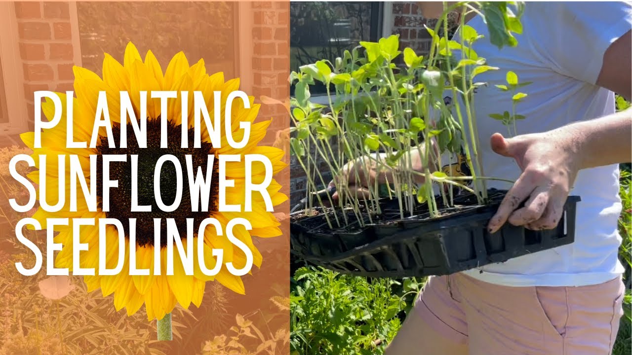 🌻🌻🌻 Planting Sunflower Seedlings || How To Plant Sunflowers || UNIQUE ...