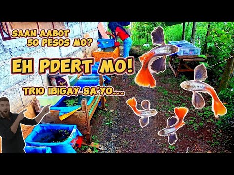 I Bought A Cheap PDERT And Amazing Quality Guppies: A Success Story On ...