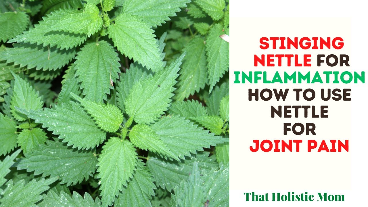 How To Use Nettle For Joint Pain? Stinging nettle root for inflammation ...