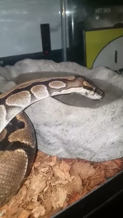 BALL PYTHON DRINKING WATER - YouTube