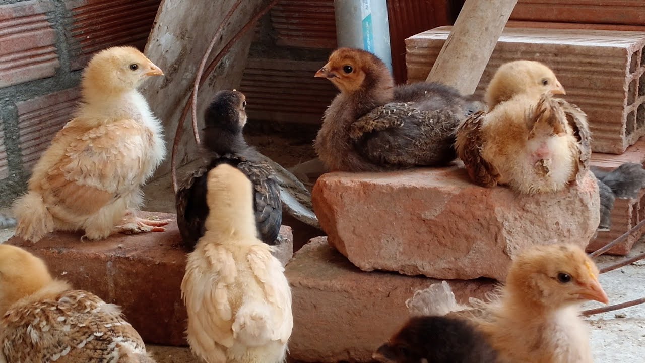 Día 1 alimentando con crecimiento a los pollitos criollos - YouTube