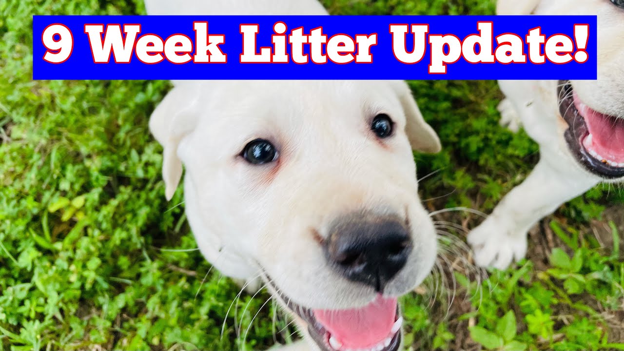 Yellow Labrador Puppies 9 Weeks Old! (litter update) - YouTube