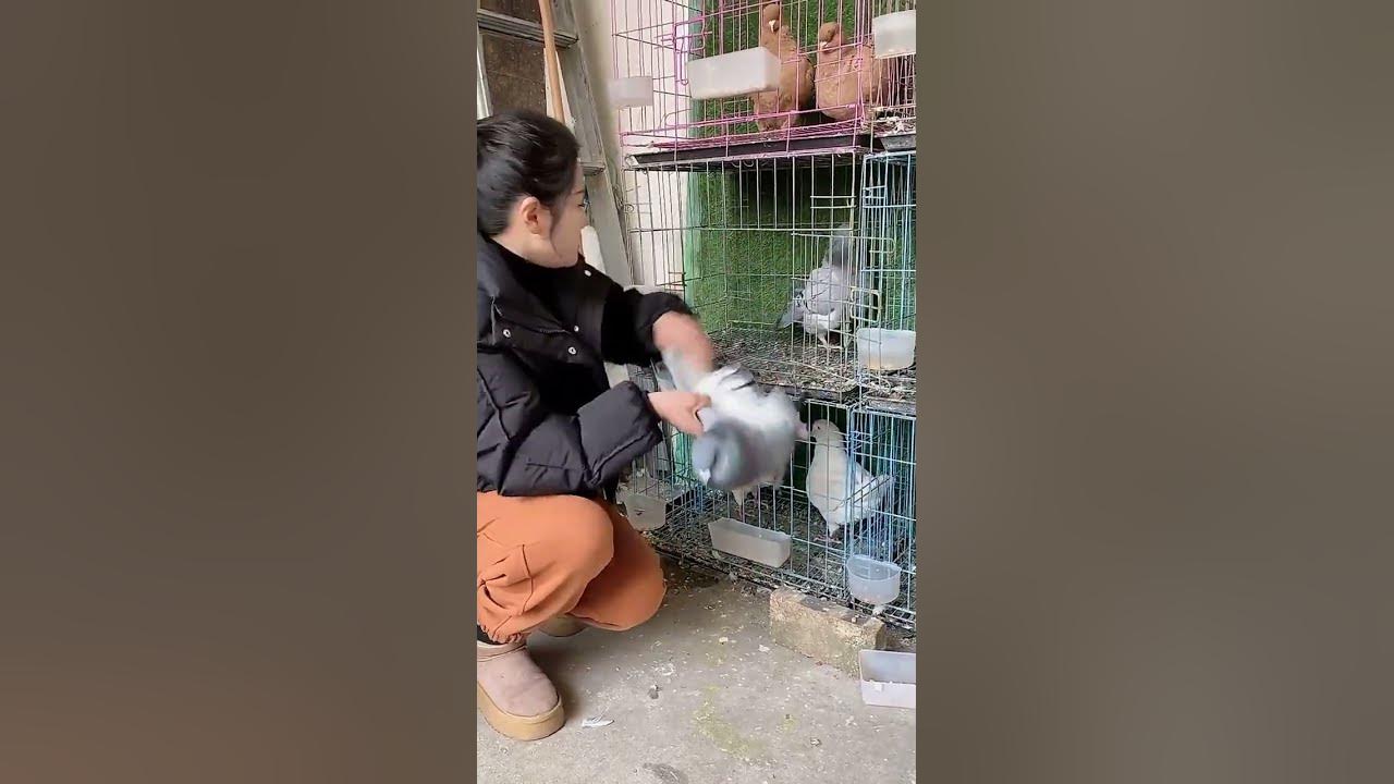 Unveiling the secrets of the big yuanbao pigeon origins and traits#shortvideo #viralshorts - YouTube