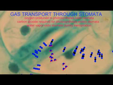 Stomata In Photosynthesis