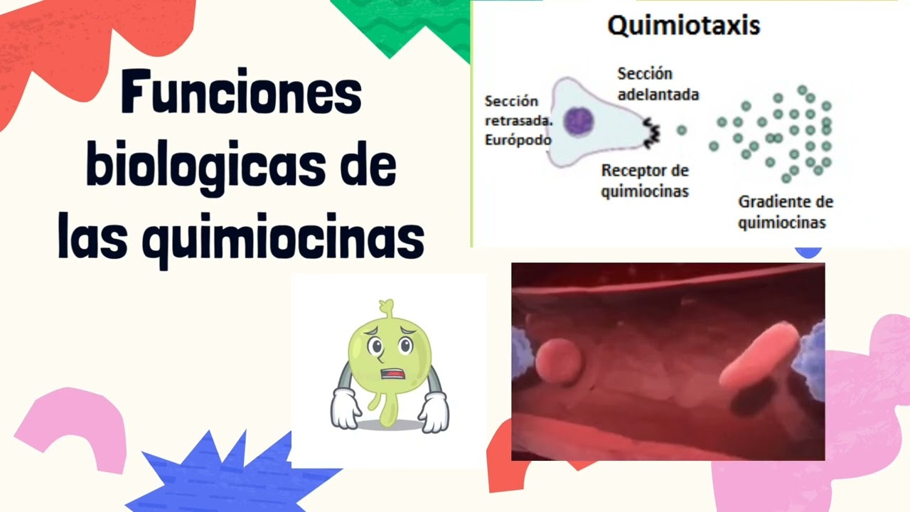 Quimiocinas y Quimiotaxis - YouTube