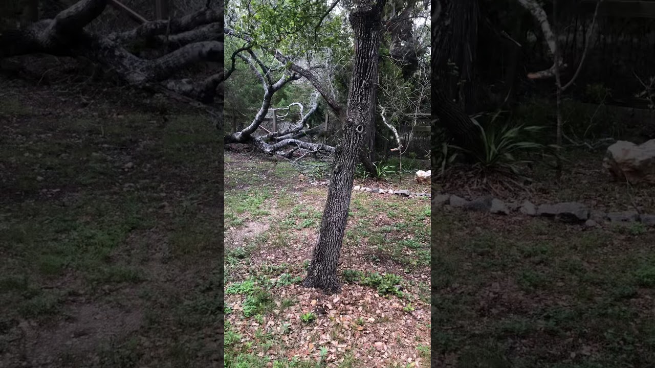 Wind knocked our large oak tree over. May 21, 2020 - YouTube