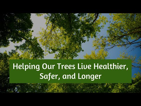 Helping Our Trees Live Healthier, Safer, and Longer - YouTube