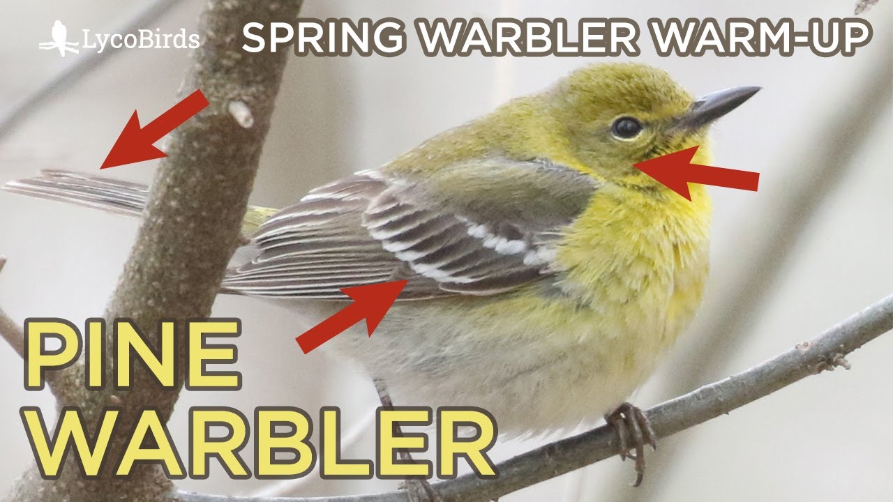 Pine Warbler Identification | Spring Warbler Warm-up - YouTube