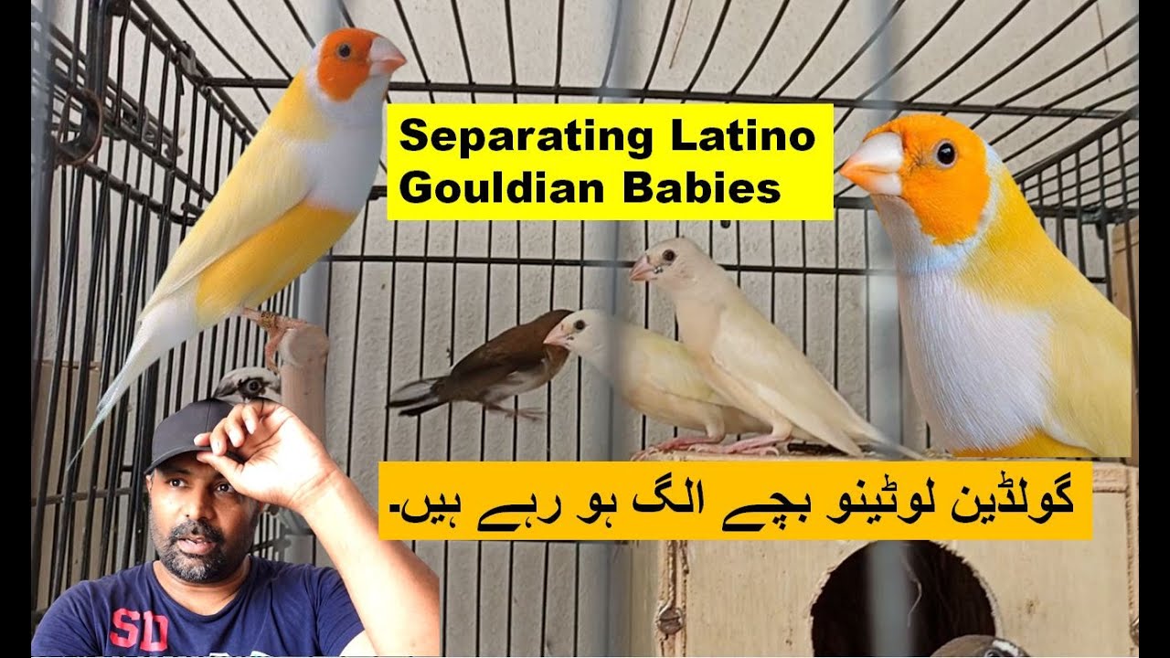 Separating Gouldian Latino baby birds & Cleaning the Nest box | Finches ...