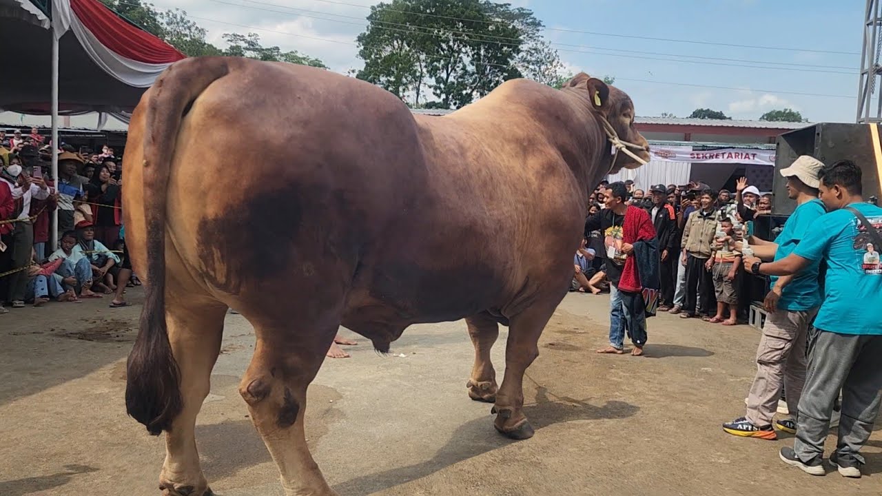 TIM HARIMAU SUMATRA NGAMUK SEGINI BOBOT SAPI MONSTER SEHARGA 240 juta ...