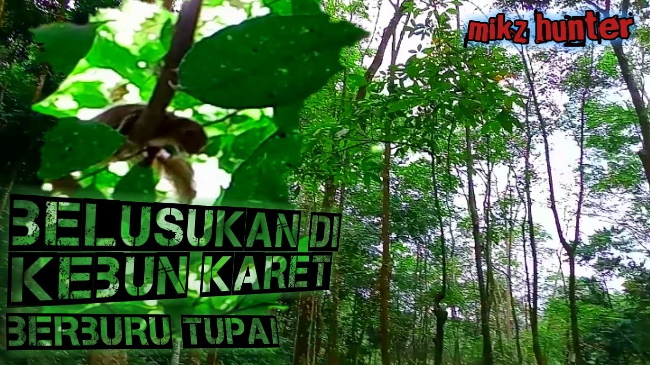 🔴Belusukan di kebun karet‼️berburu tupai🐿️ - YouTube