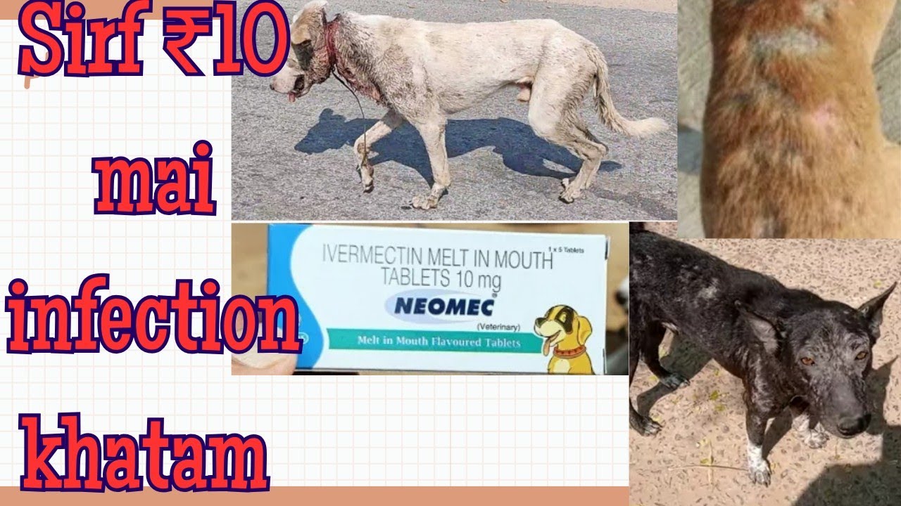 Neomac Tablet for Dog & cat // challenge No.2 rescue 2nd street dog 🐶 # ...