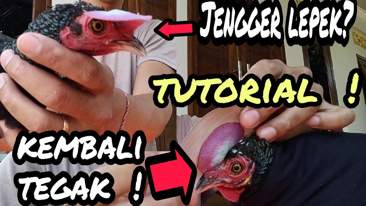 Jengger Ayam Hutan Lepek jadi Tegak Kembali || Ramuan Rahasia ...
