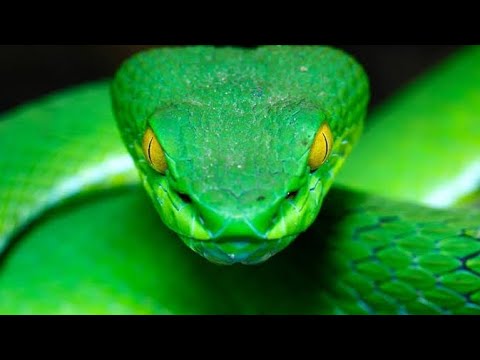 Watch The Deadliest Venom To Humans (Wildlife Documentary) - YouTube