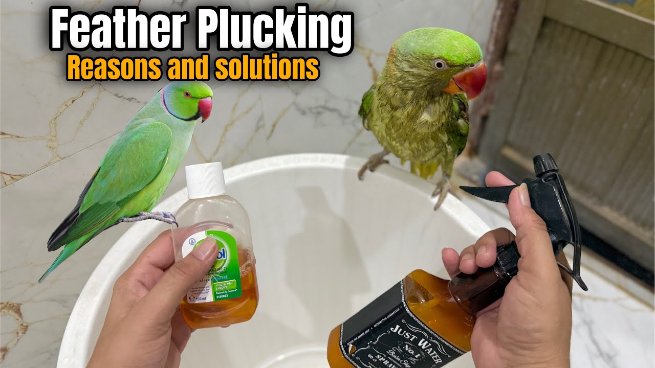 Feather Plucking - Reasons & Solutions |Parrot Cry for Help - YouTube