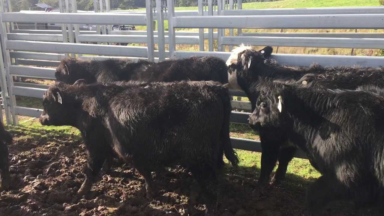 8 steer calves - YouTube