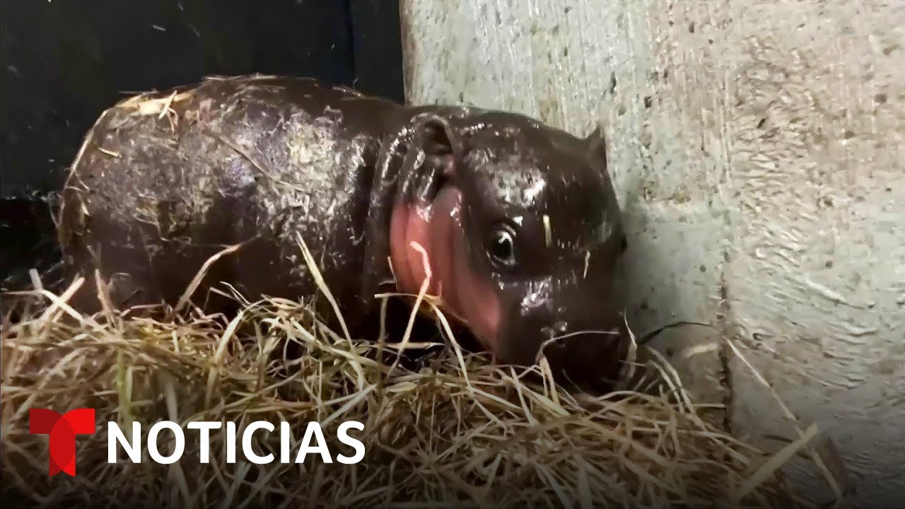 Ya tiene nombre el hipopótamo pigmeo bebé nacido en el zoológico de ...