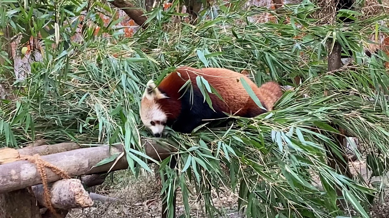 Red panda || nepali - YouTube