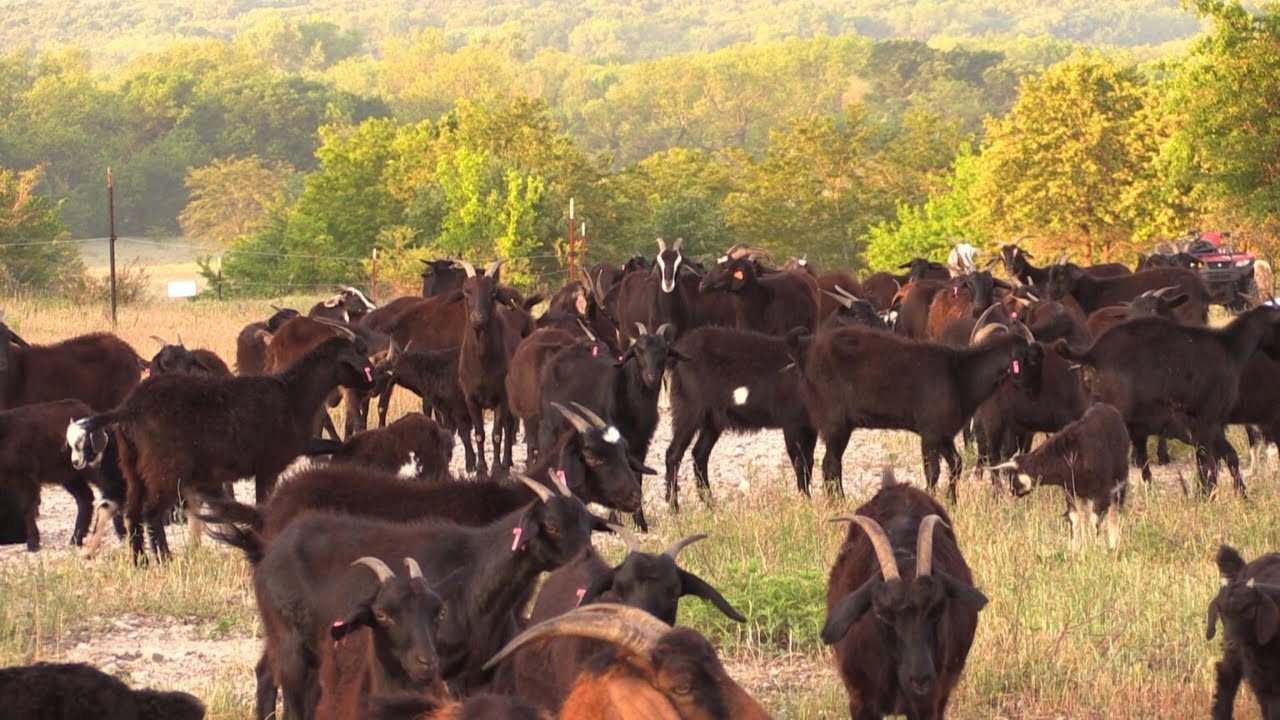 Spanish Goats Update Season 2 - YouTube