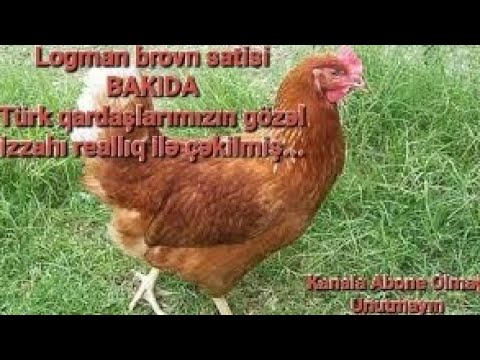 170 toyuğun bərəkəti 💸👍 loğman brown toyuqları 5aylıq Bakıda satışda olacaq sona kimi baxmağa dəyər