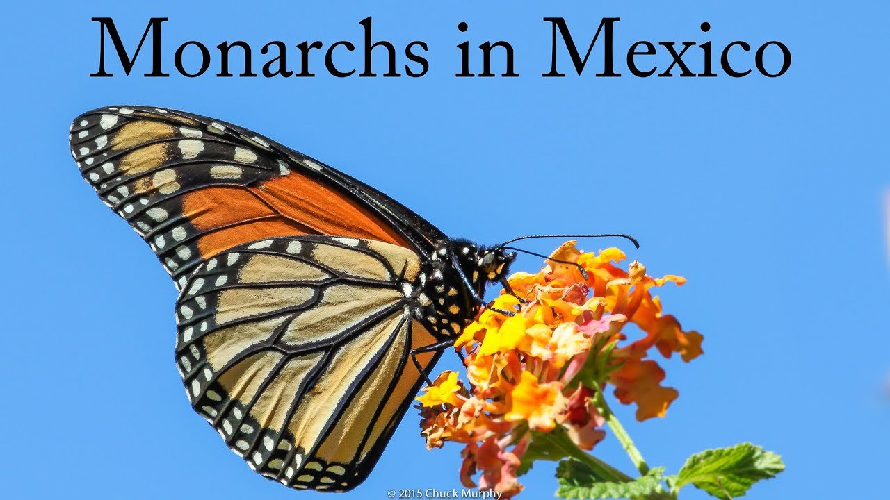 Migrating Monarchs in Mexico - YouTube
