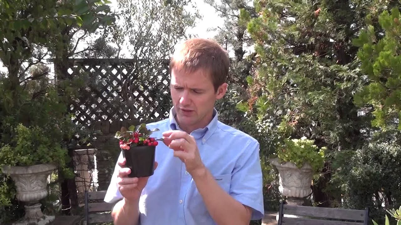 How to Grow and Care Checkerberry - YouTube