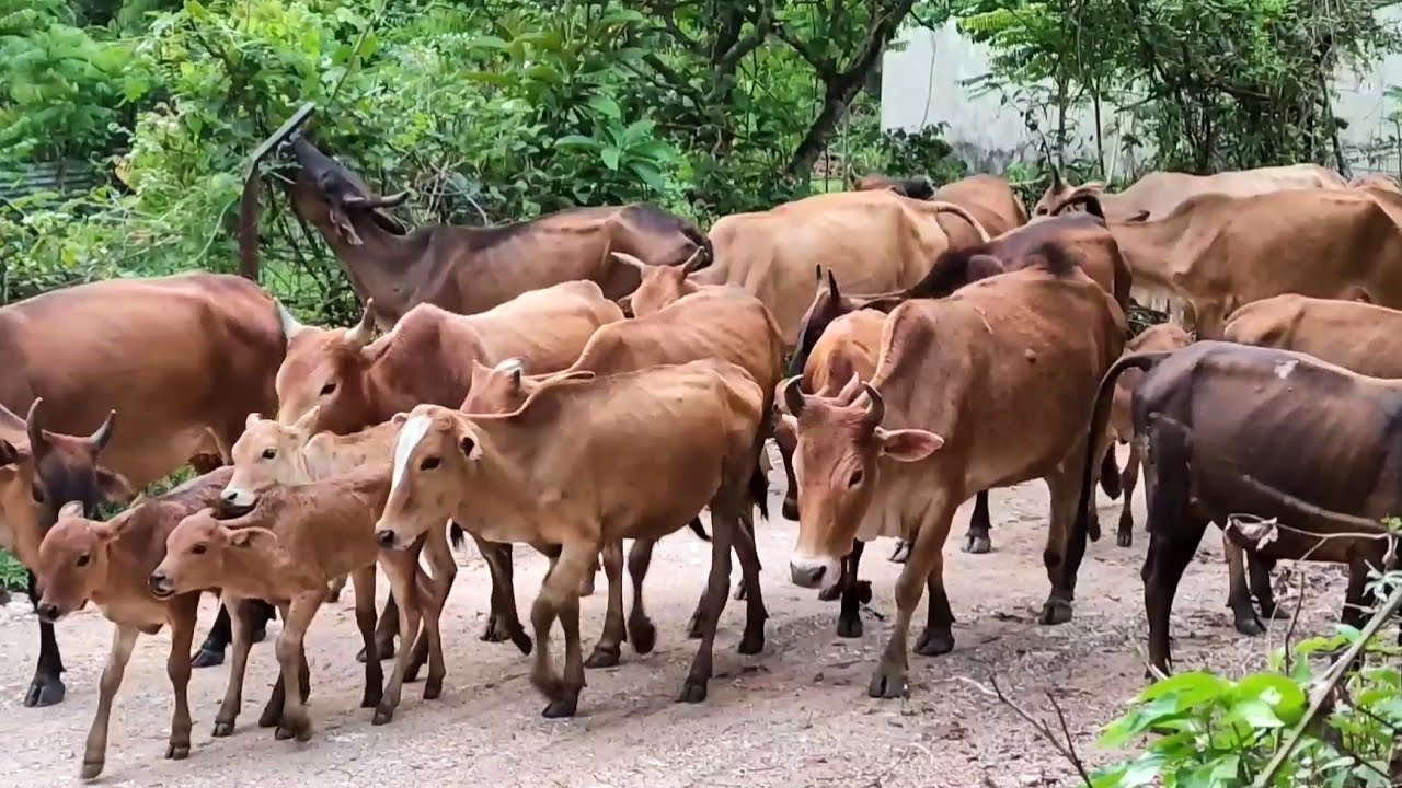Aktivitas sapi lembu sehari-hari di desa bagian 3- cara menggemukkan sapi desa - YouTube