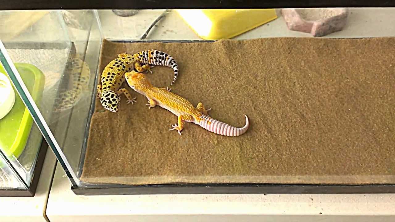 Leopard geckos - YouTube