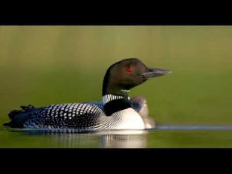 Pure Loon Sound beautiful bird song 1 hour for relaxation , meditation ...