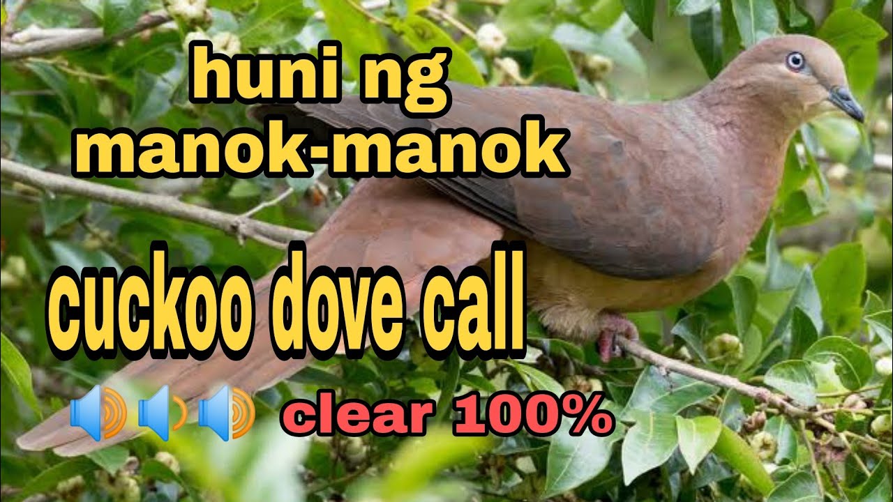 Huni ng manok-manok/manokon/tokwow Cuckoo dove call - YouTube