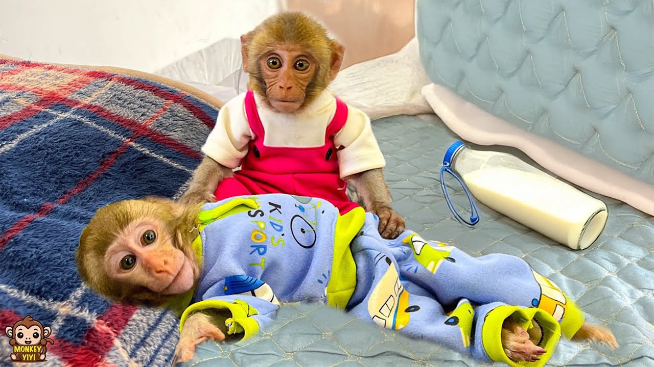 The process of monkey YiYi visiting monkey YinYin - YouTube