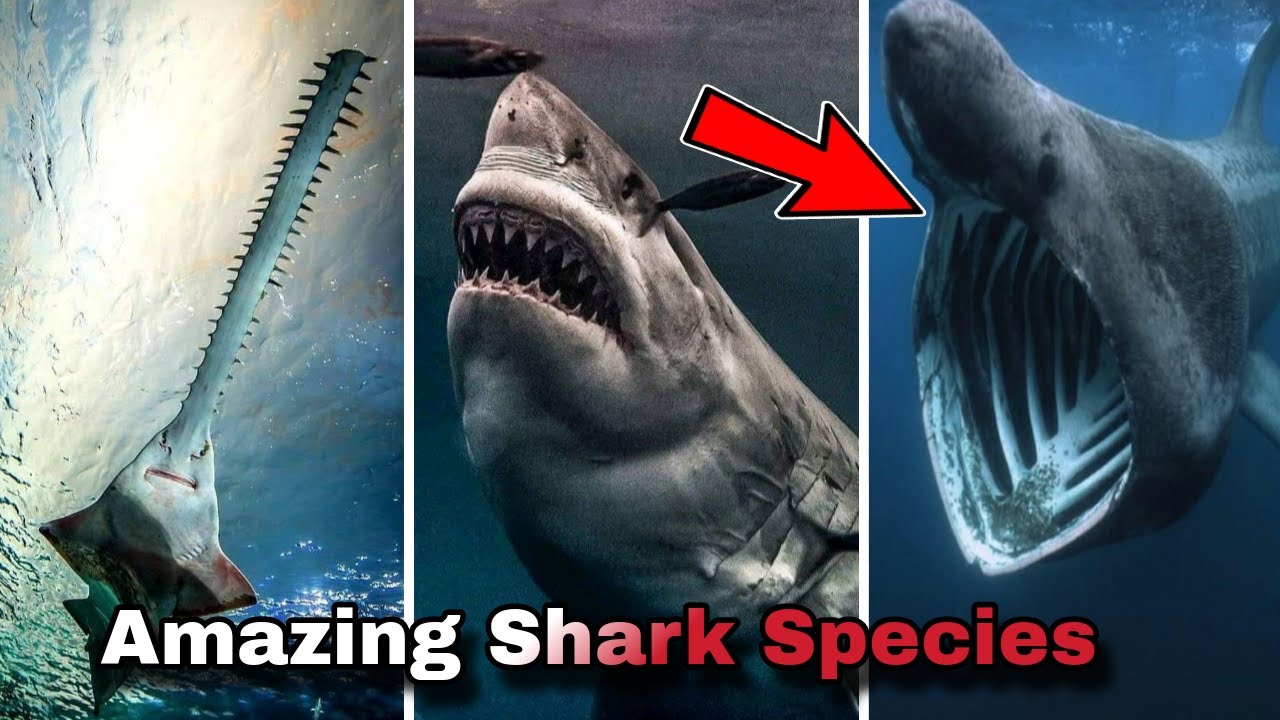 TOP 15 Amazing Shark Species - YouTube