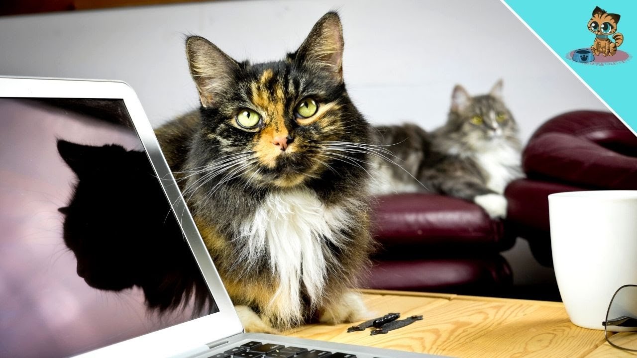 THIS Is Why Your Cat Does NOT Give You Any Privacy! - YouTube