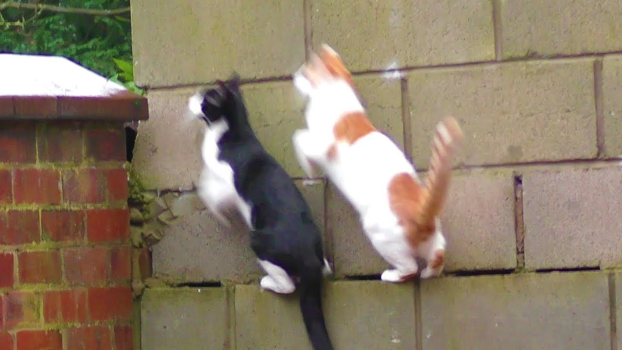 😹 Parkour Master Cats 🐈 Compilation of funny videos with cats for a ...