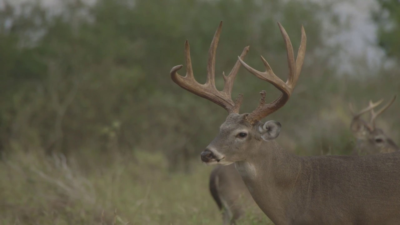 The Bucks of Tecomate - WIDE South Texas Whitetail - Outdoor Channel ...