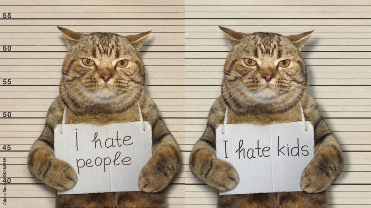 😼 LAUGH OUT LOUD at These Hilarious Cat Fails! 😂 - YouTube