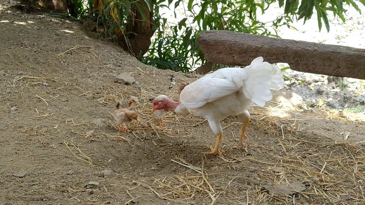 Hen family - YouTube