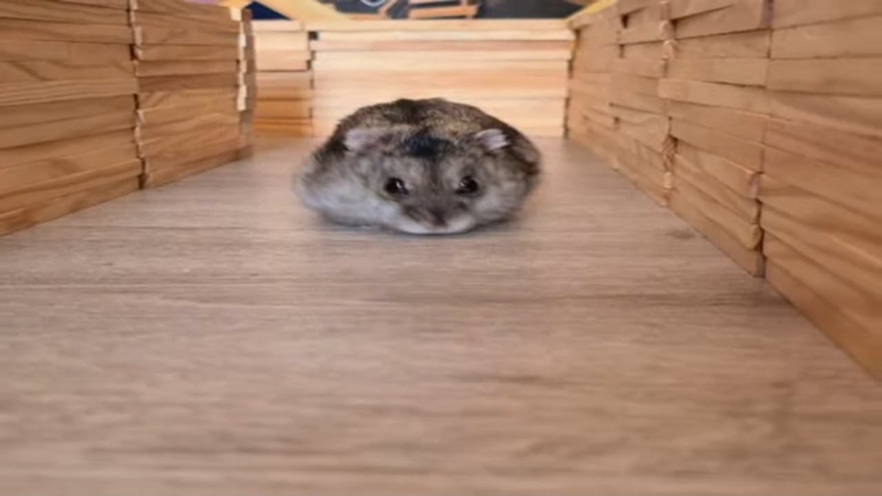 Wide Hamster Walking (Putin Walk) - YouTube