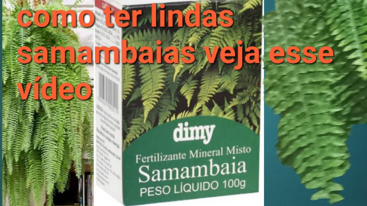 o melhor fertilizante para samambaia crescer muitorápido (atualização ...