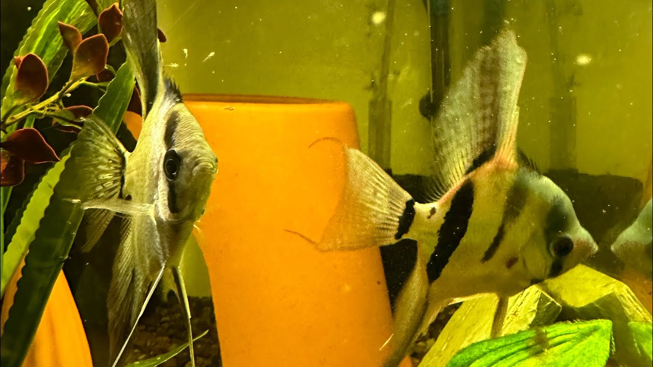 Guide for breeding angelfish - YouTube