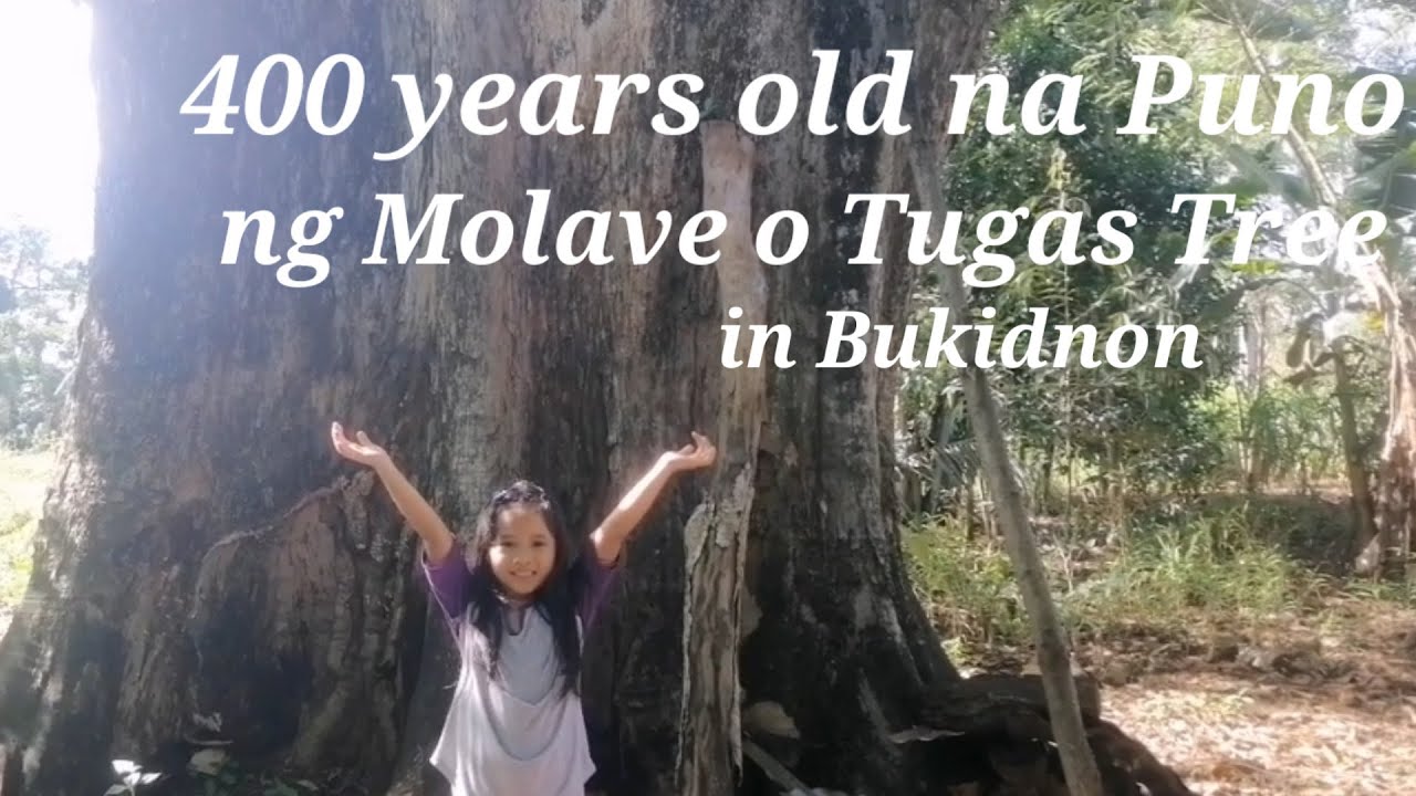 400 years old na Puno ng Molave o Tugas Tree in Bukidnon - YouTube