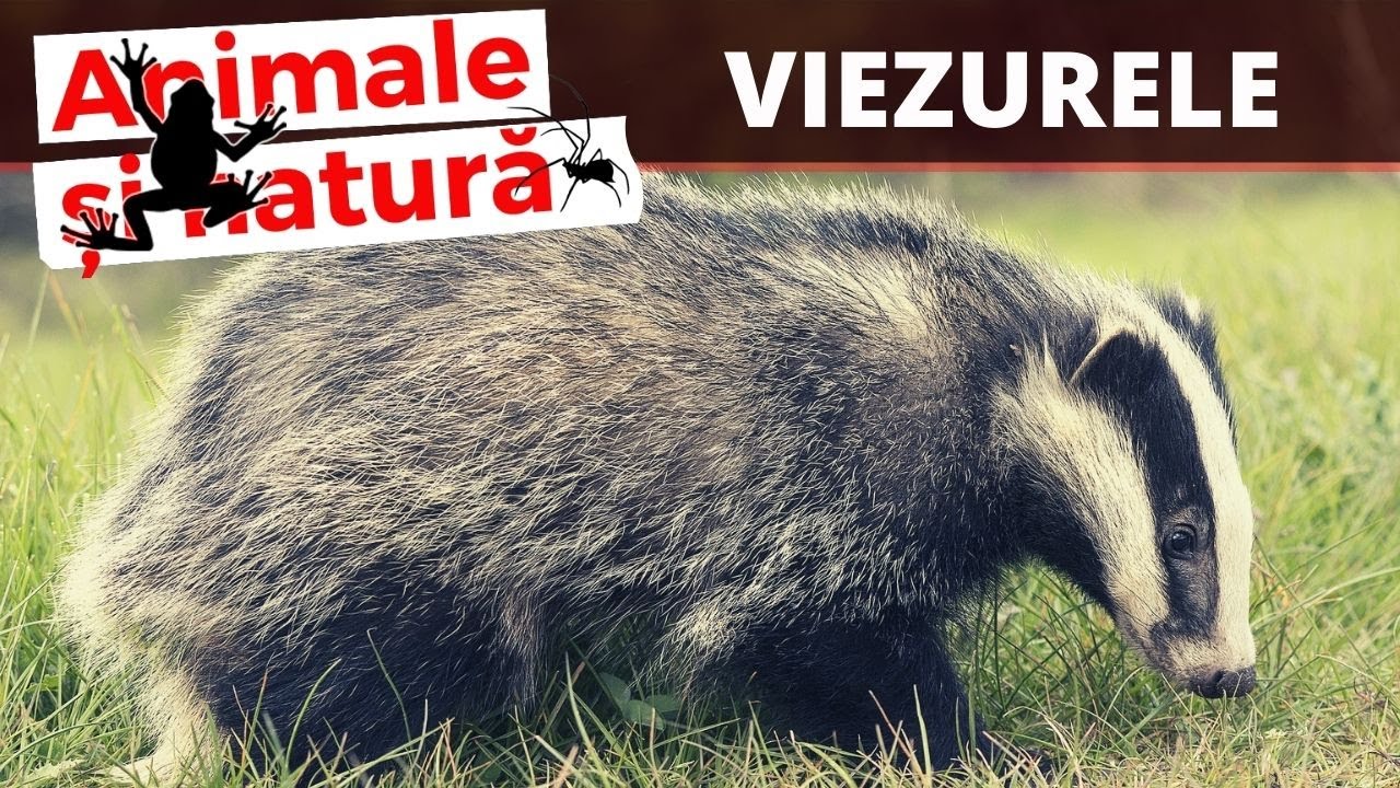 Badger - Informatii utile si curiozitati despre bursuci - YouTube