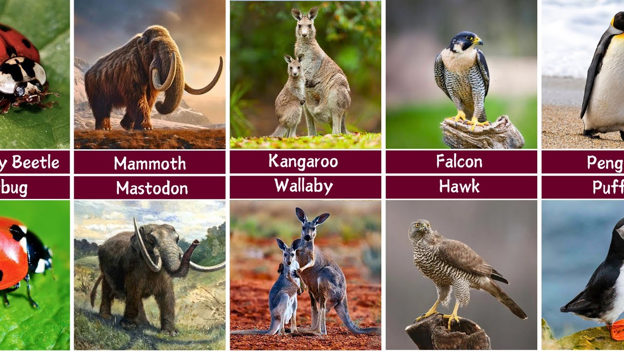 Similar Animals YOU Won't Believe - YouTube